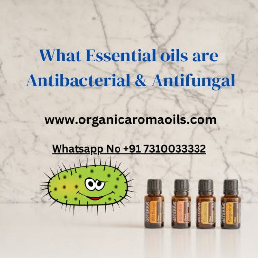 What Essential oils are Antibacterial & Antifungal? – Organic Aroma Oils