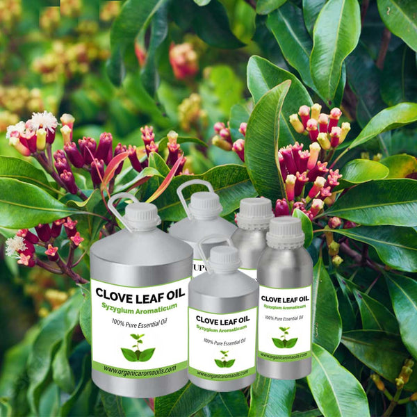 Buy Clove Oil Online, Wholesaler, Bulk Supplier – Organic Aroma Oils